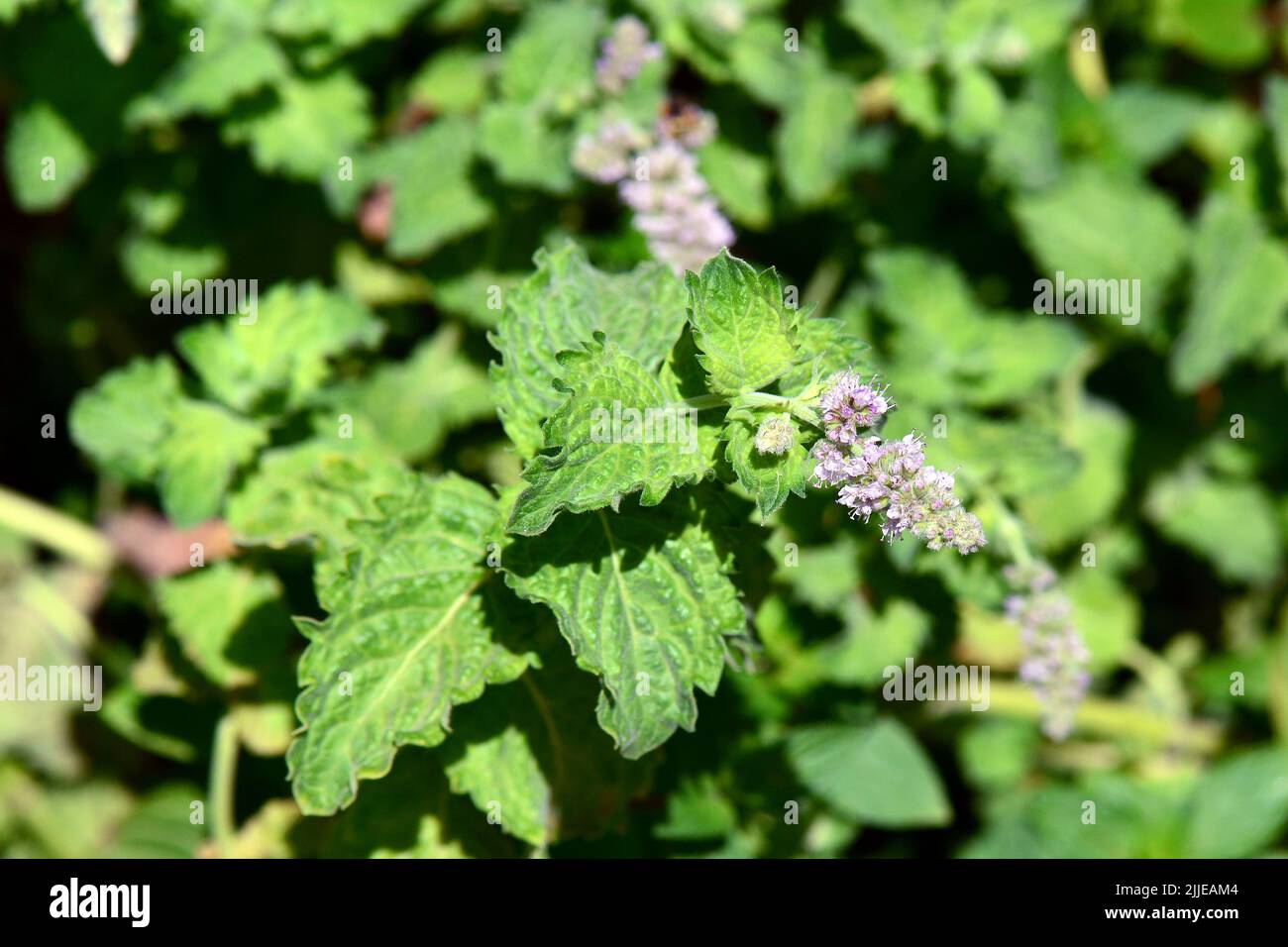 Fodormenta hi-res stock photography and images - Alamy