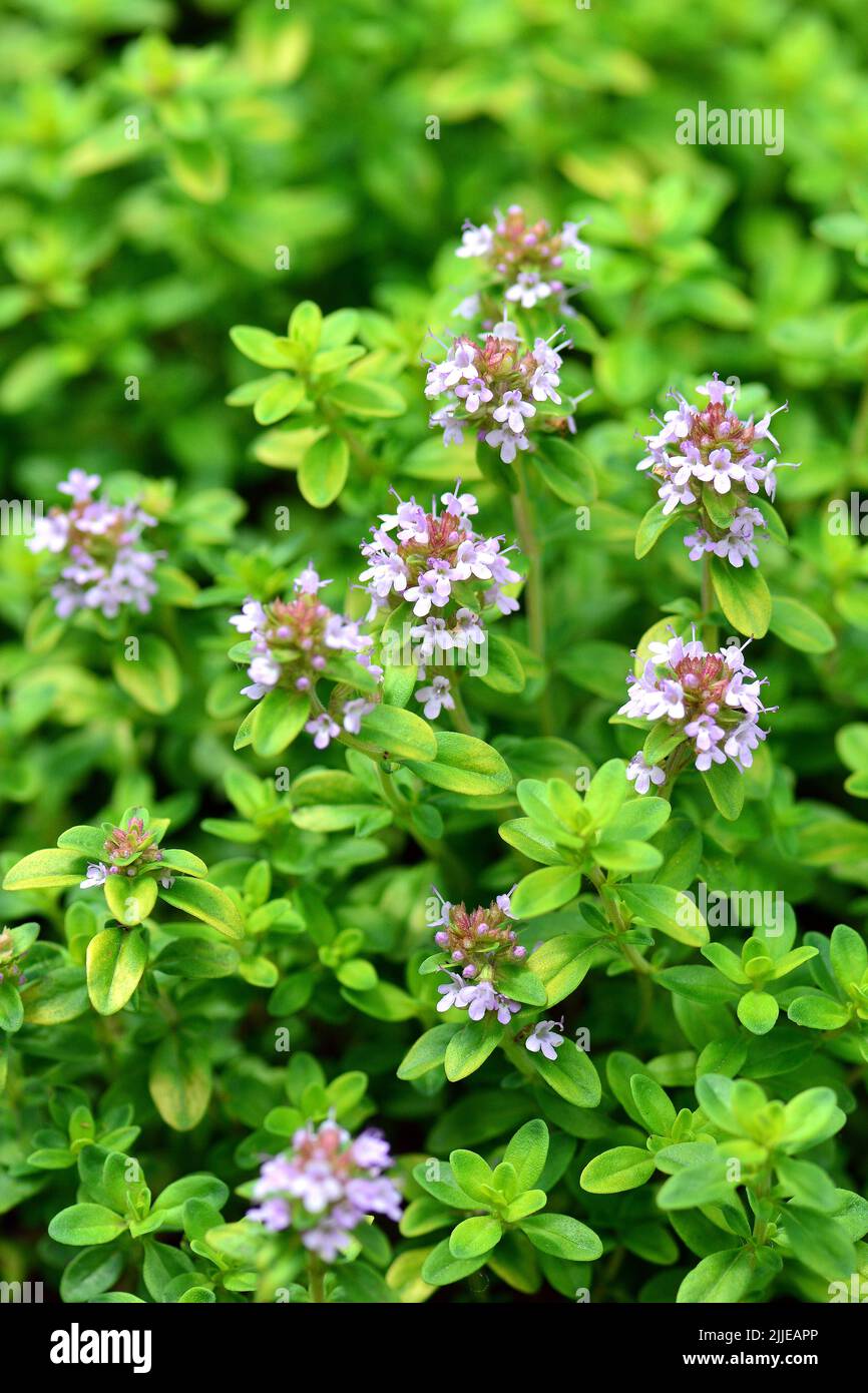 Thymian, Thym, Thymus sp., kakukkfű, Budapest, Hungary, Magyarország ...