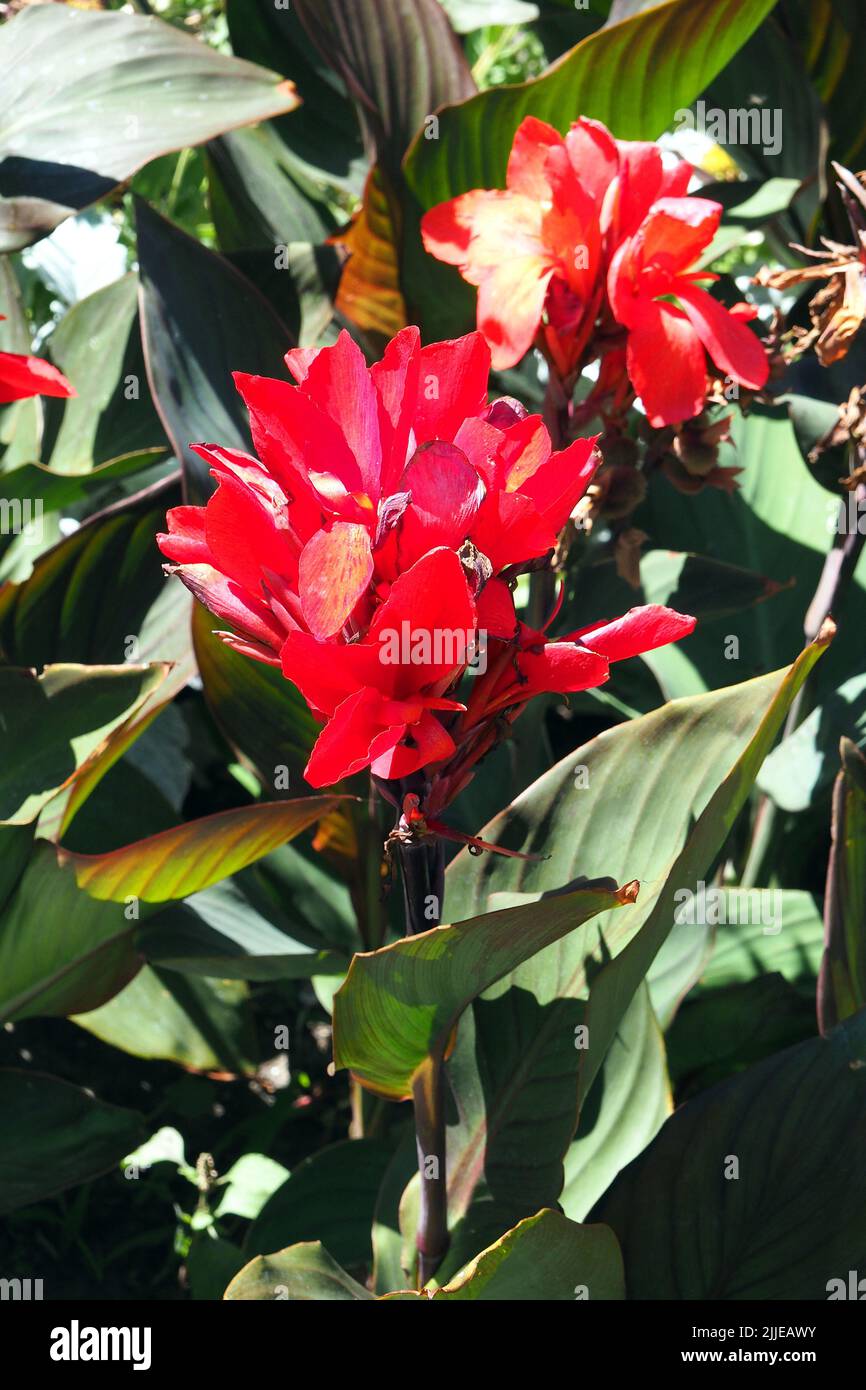 Canna kanna flower hi-res stock photography and images - Alamy