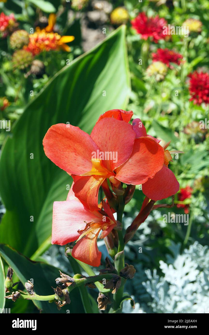 Canna kanna flower hi-res stock photography and images - Alamy