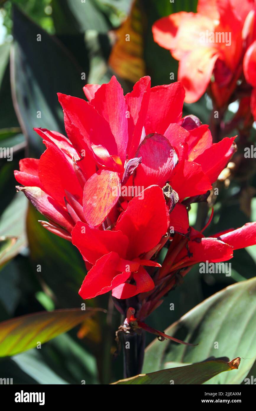 Canna kanna flower hi-res stock photography and images - Alamy