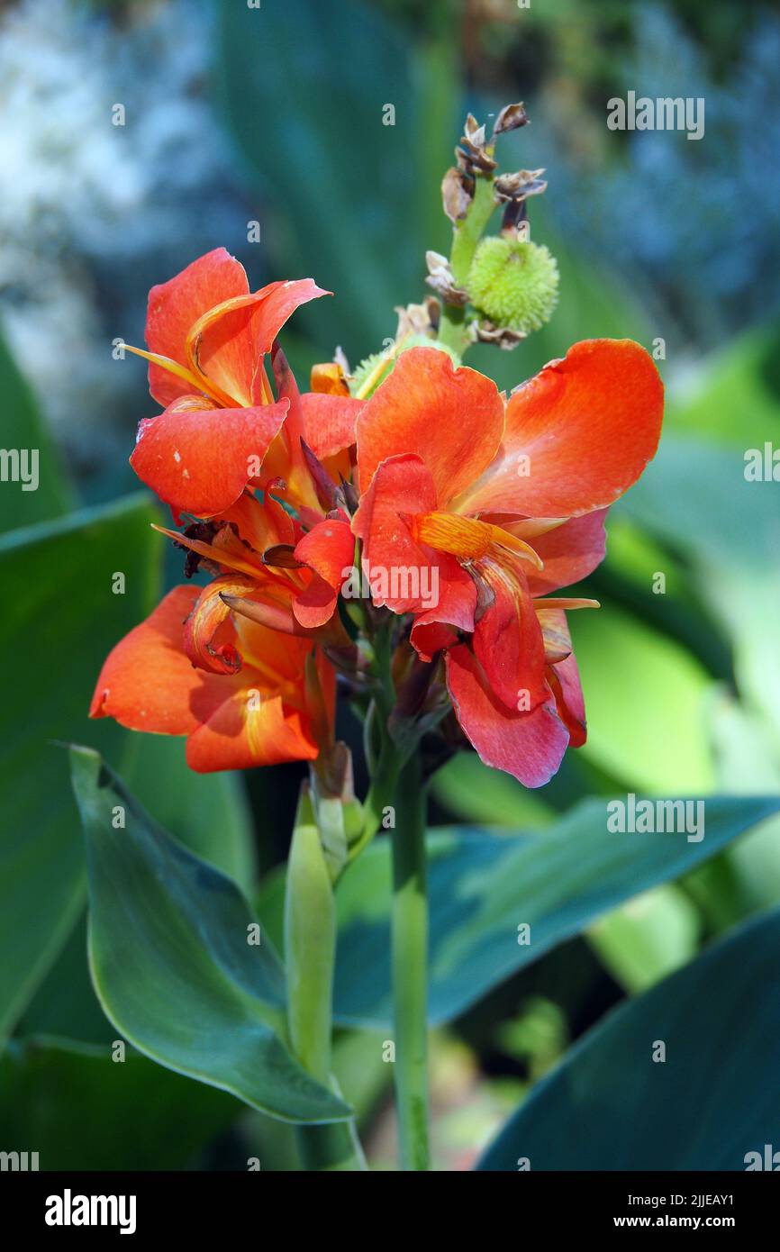 Canna kanna flower hi-res stock photography and images - Alamy