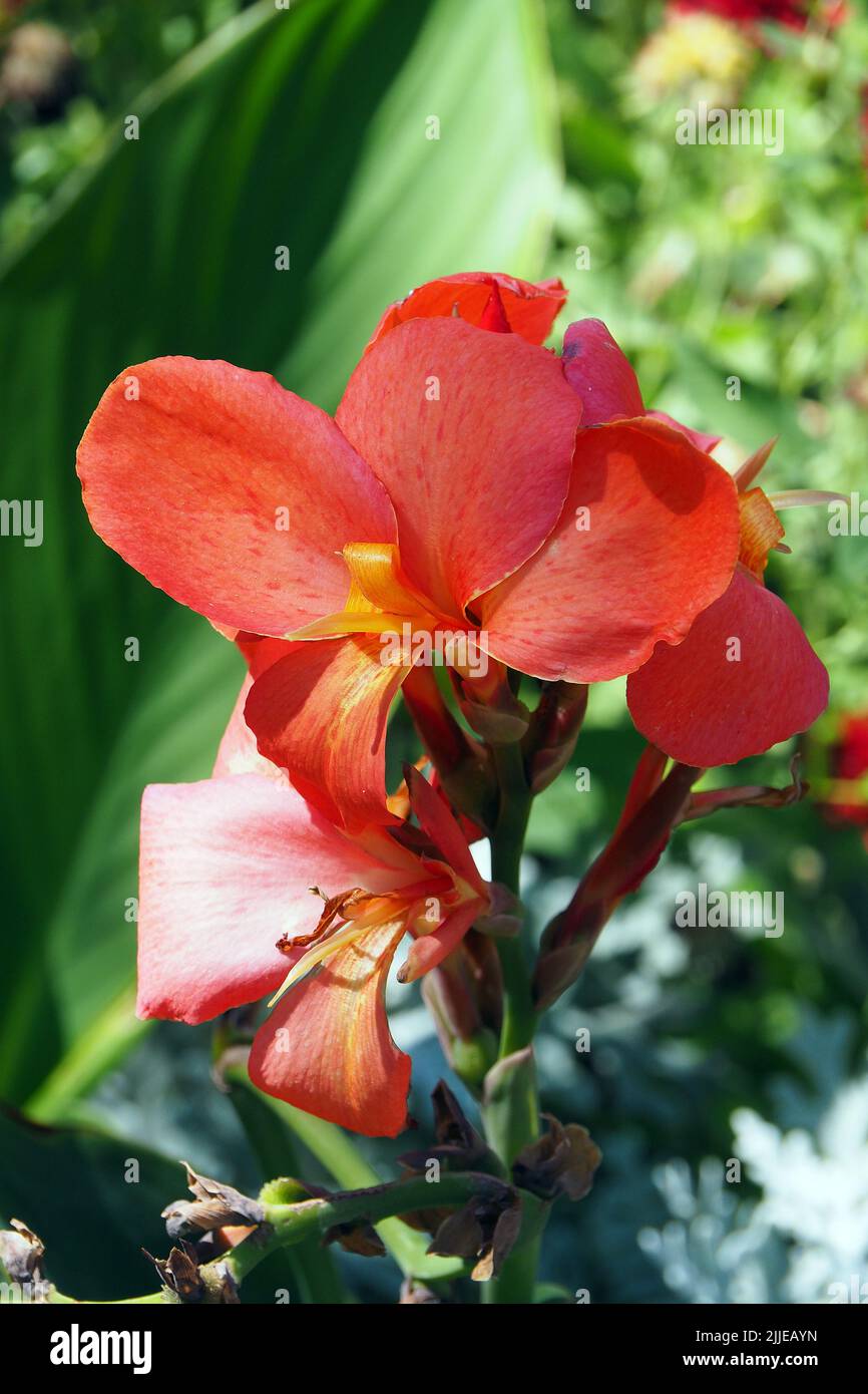 Canna kanna flower hi-res stock photography and images - Alamy