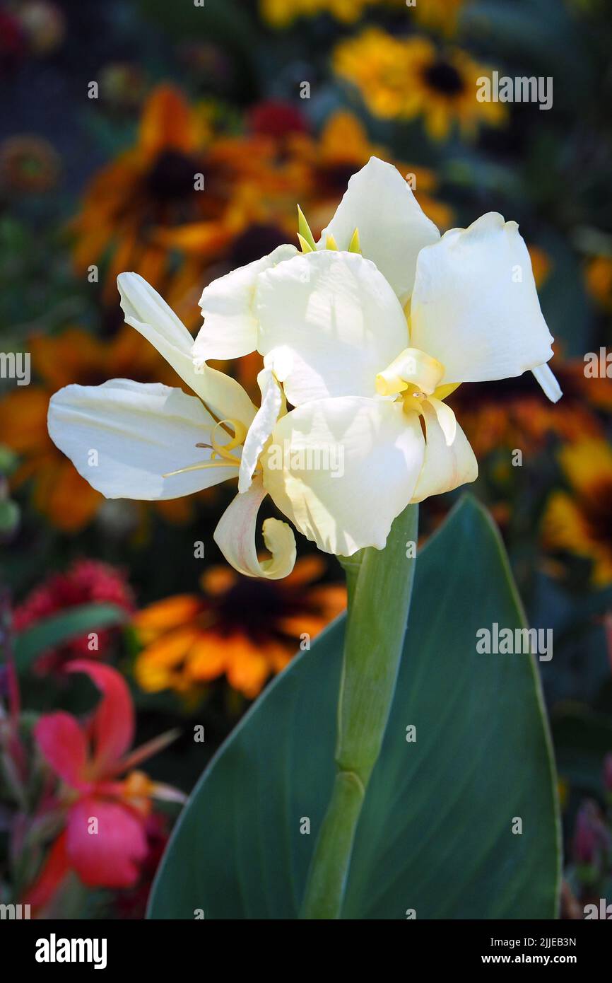 Canna kanna flower hi-res stock photography and images - Alamy