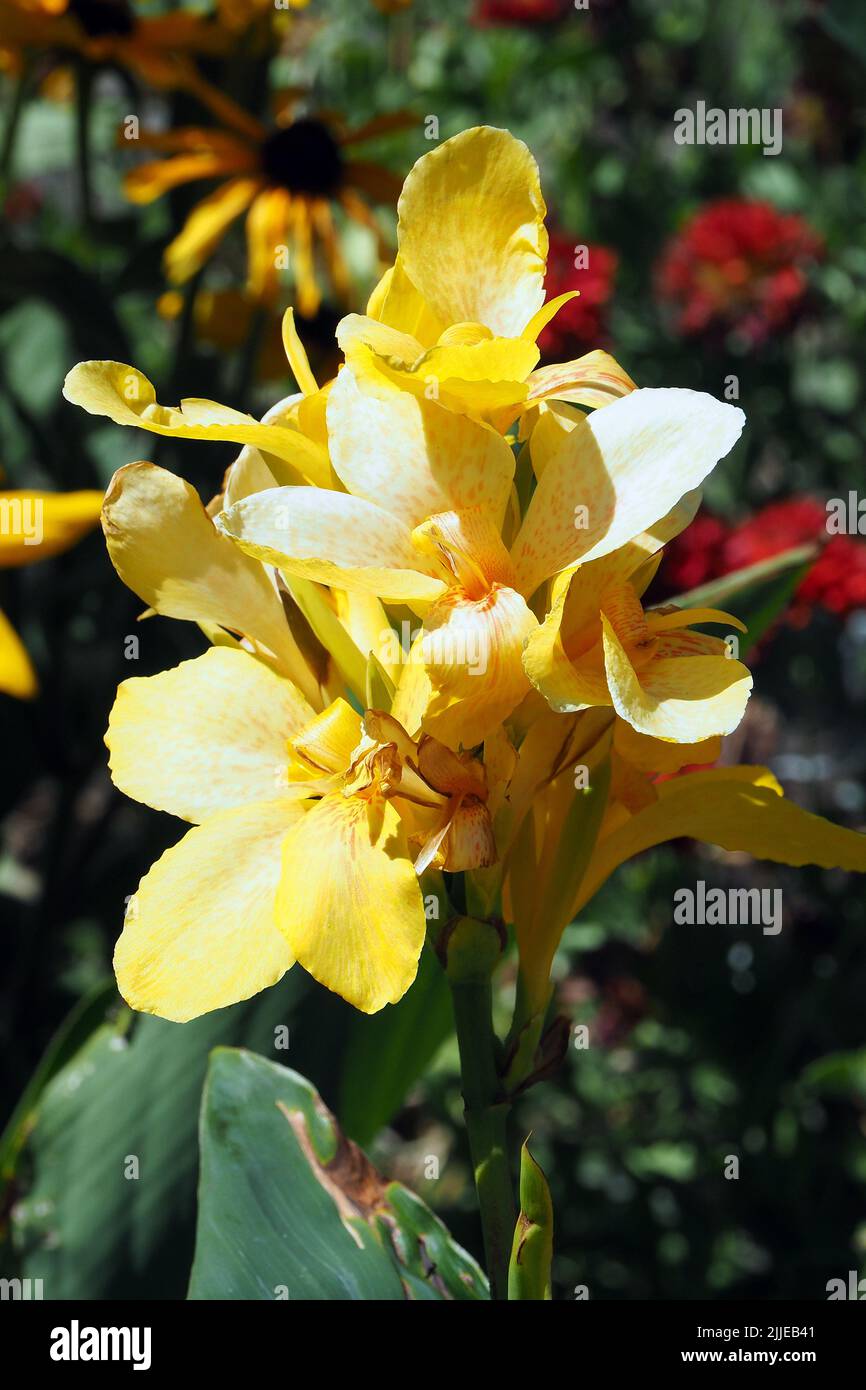 Canna kanna flower hi-res stock photography and images - Alamy
