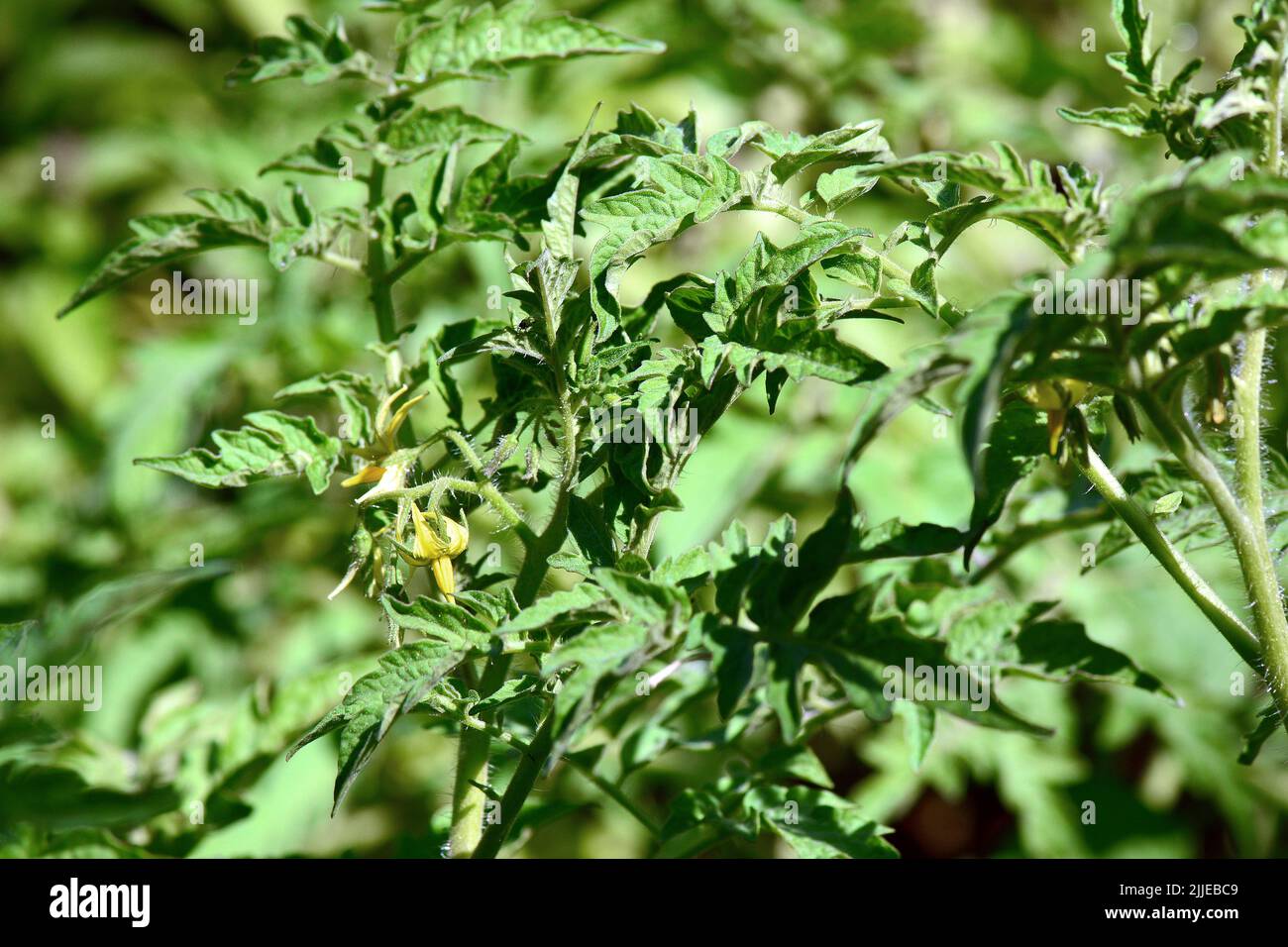 Tomato, Tomate, Paradeiser, Solanum lycopersicum, paradicsom, Budapest ...