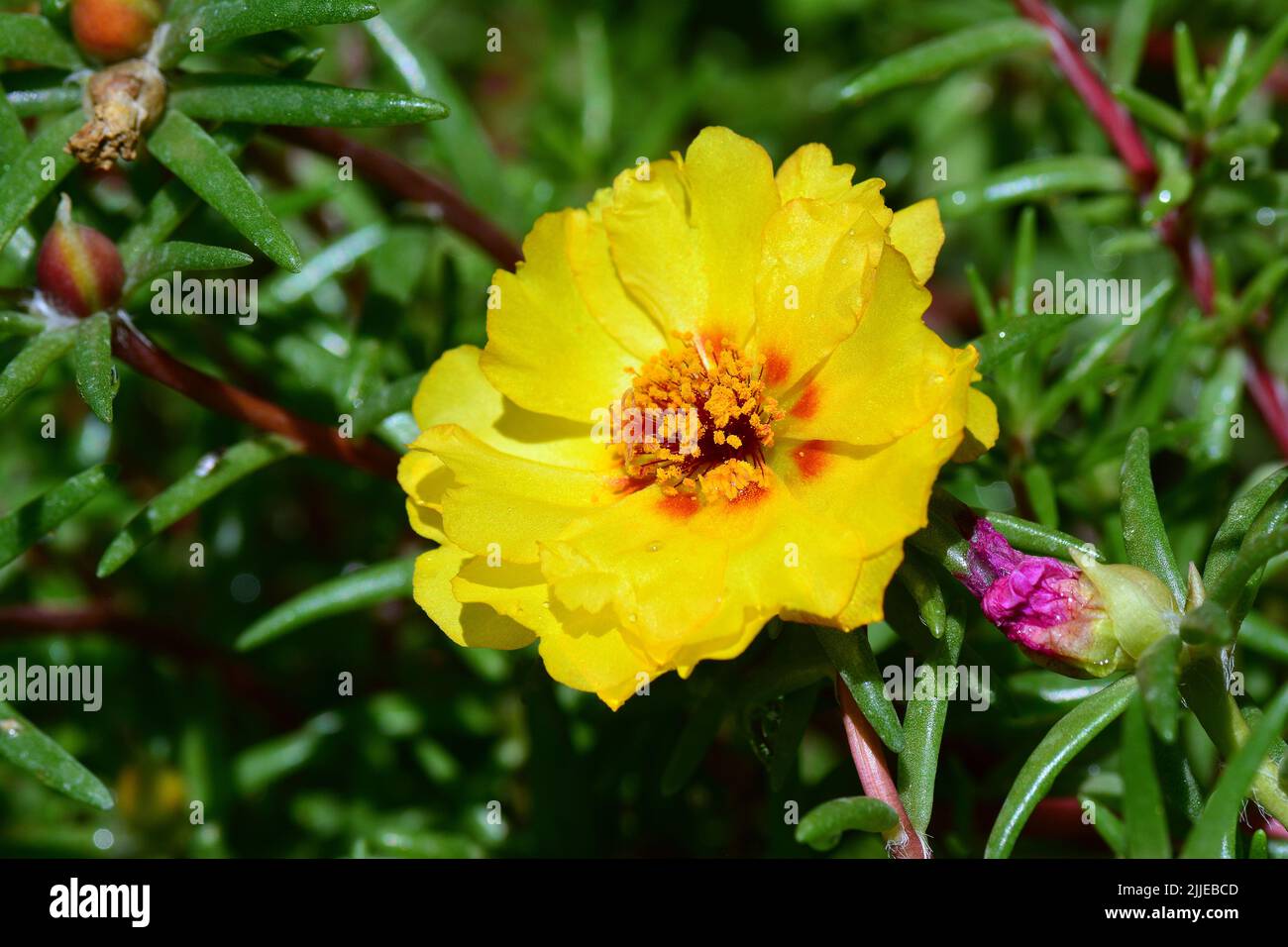 Chevalier donze heures hi-res stock photography and images - Alamy