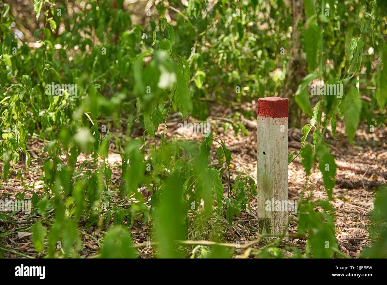 Stake used to demarcate an ecological tourism trail. Concepts: healthy ...