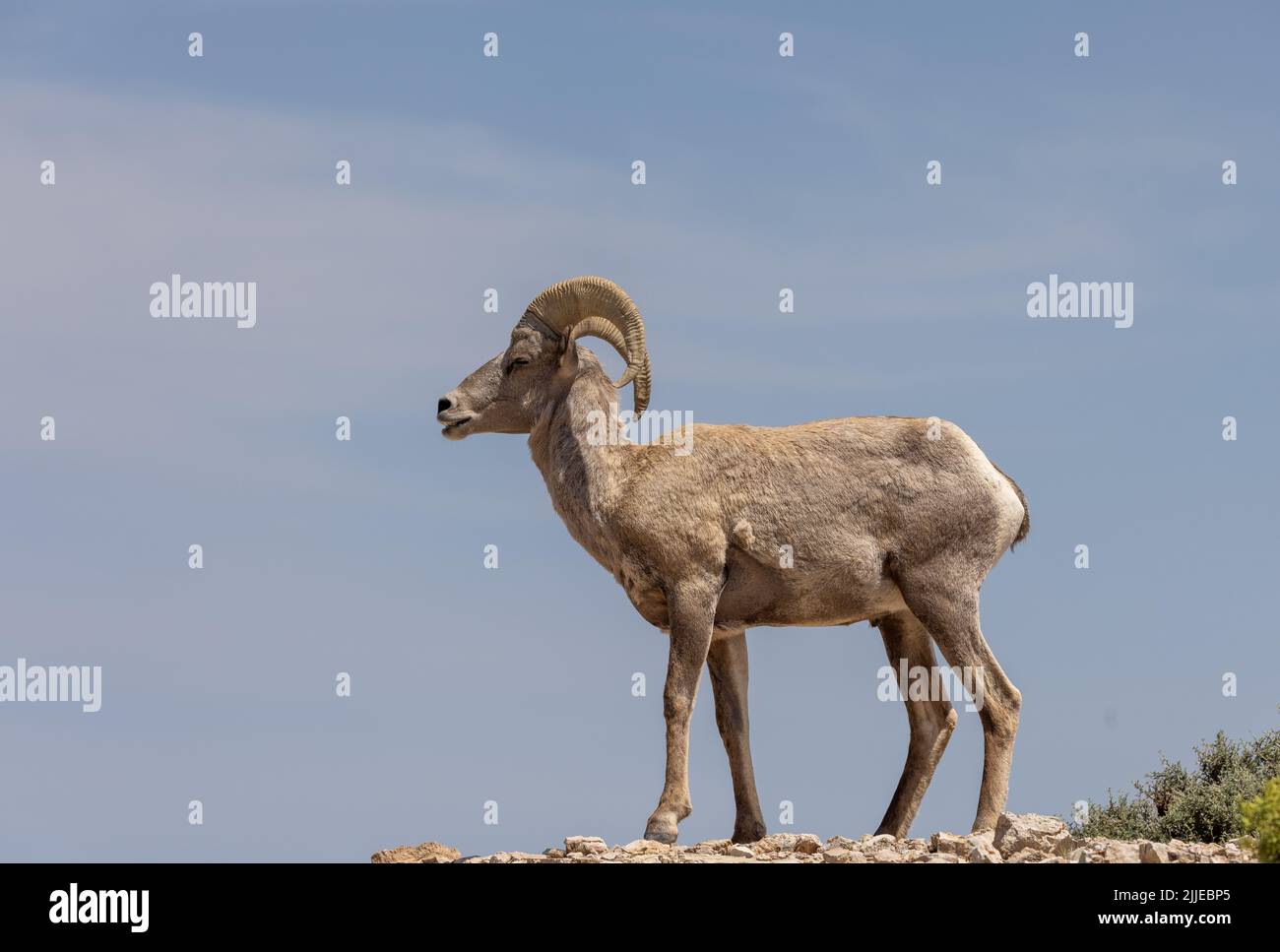 Bighorn Sheep Ram in Summer in Montana Stock Photo - Alamy