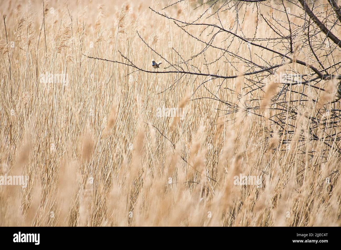 A tiny bird resting on a twig in the open field Stock Photo - Alamy