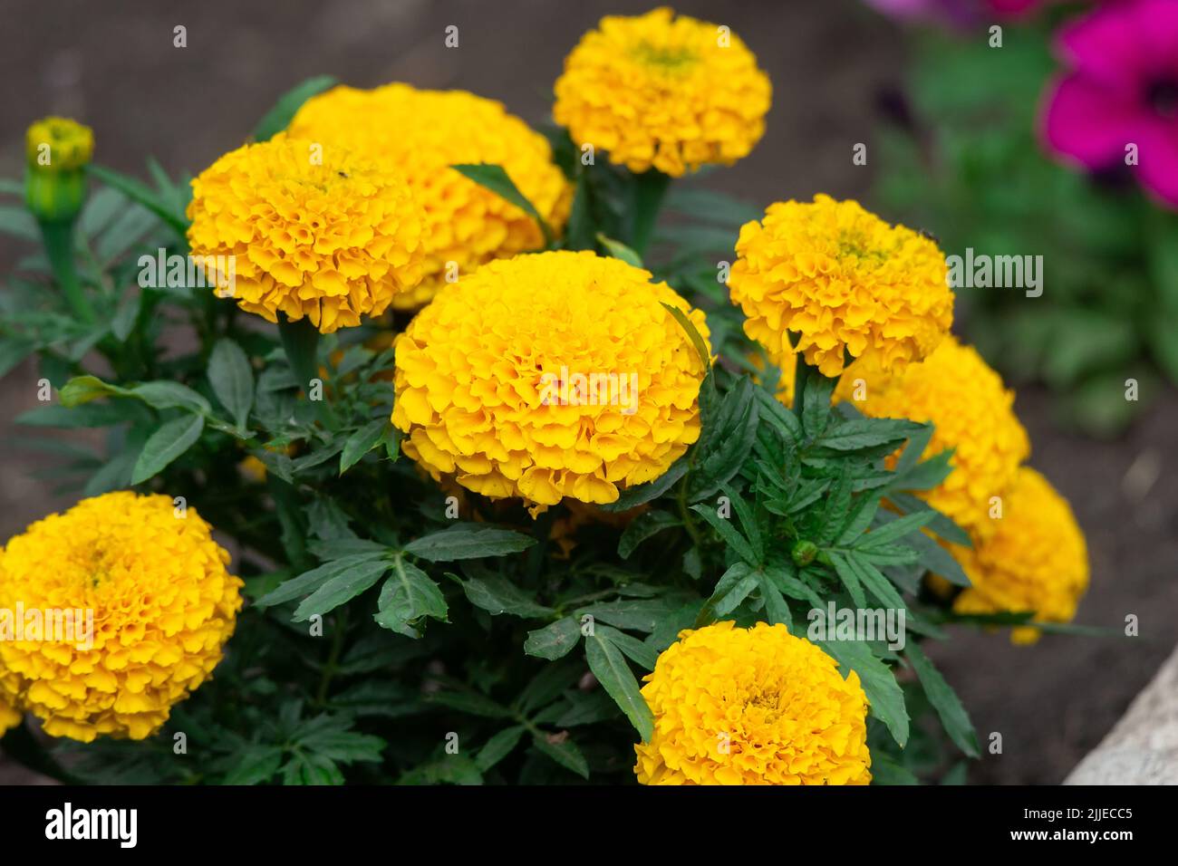 Lawn flowers are large yellow Mexican marigold (Tagetes erecta). Close ...