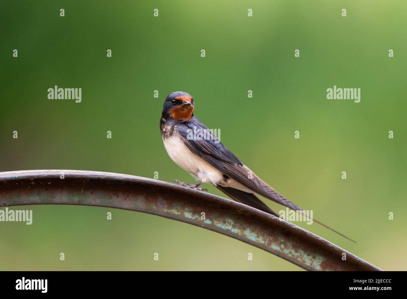 Barn swallow sitting on an iron railing. (Hirundo rustica) Bird in the ...