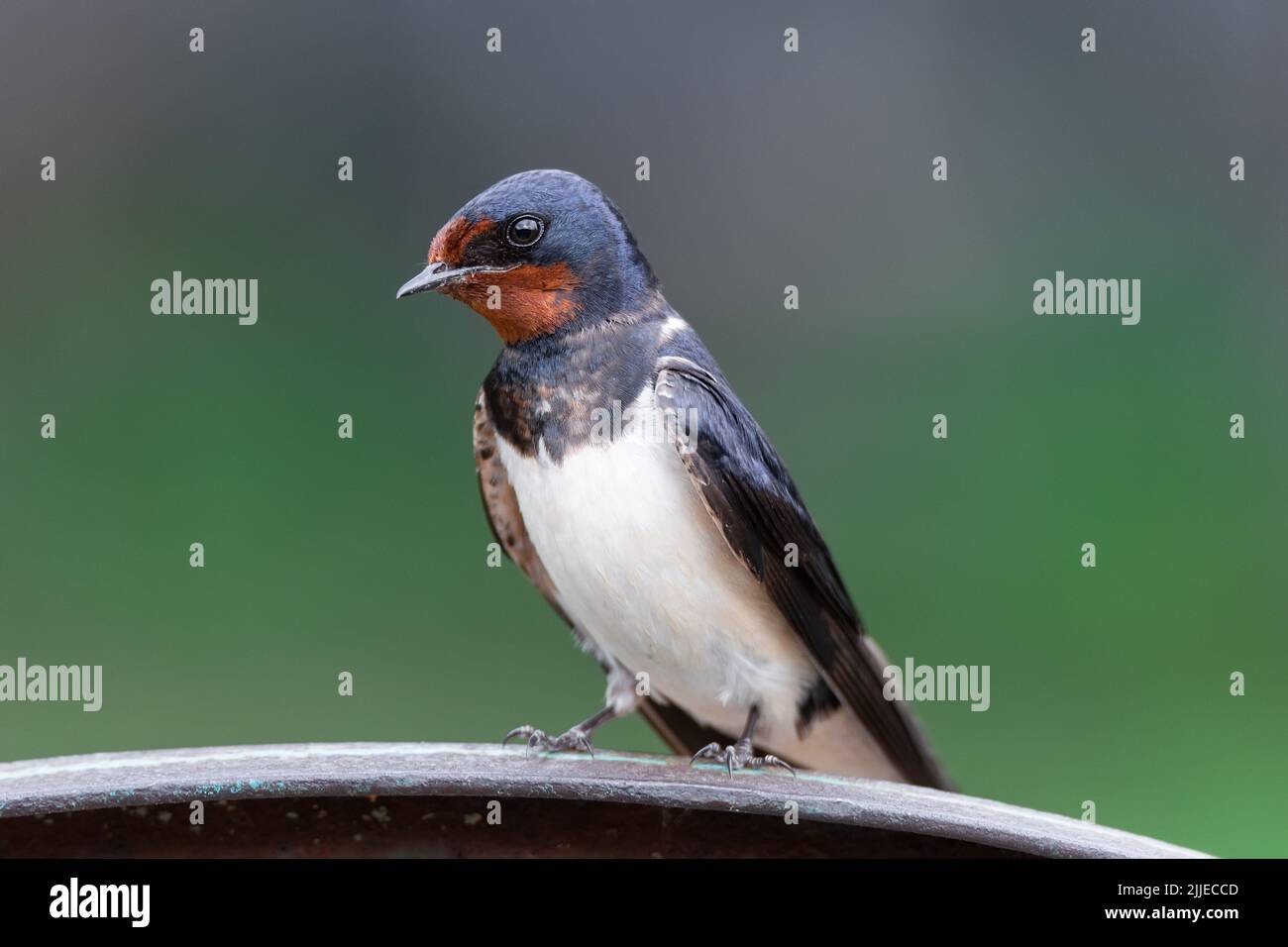 Barn swallow sitting on an iron railing. (Hirundo rustica) Bird in the ...