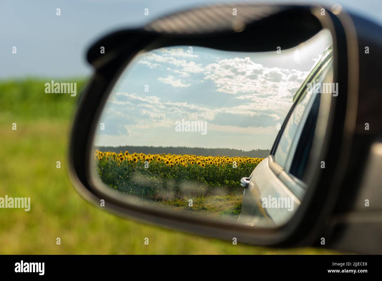 beautiful field with sunflowers, seen from the side window of a car and ...
