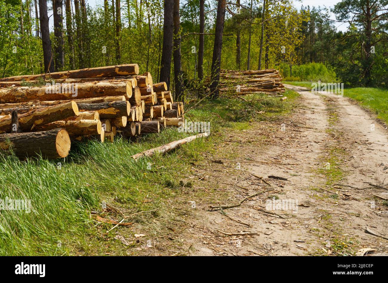 Fresh firewood in the green forest, pine logs close-up. Environmental ...