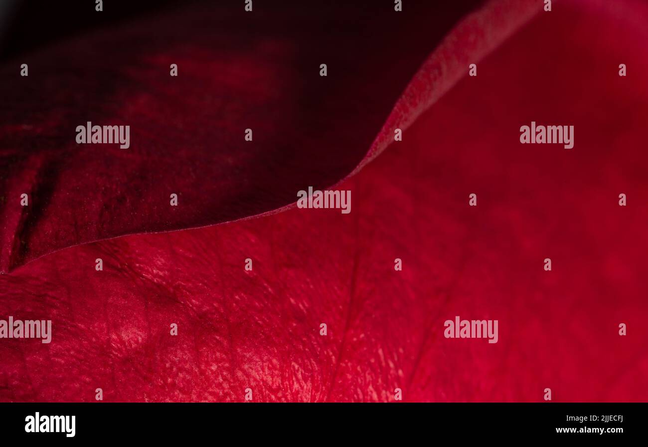 Red rose petal in the scale macro. Rose petal structure close-up ...