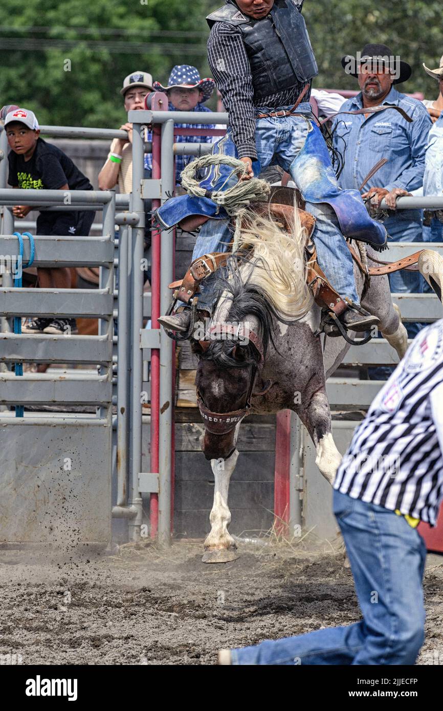 Saddle bronc rider at the Tsuut’ina Nation Rodeo, Alberta Canada Stock ...