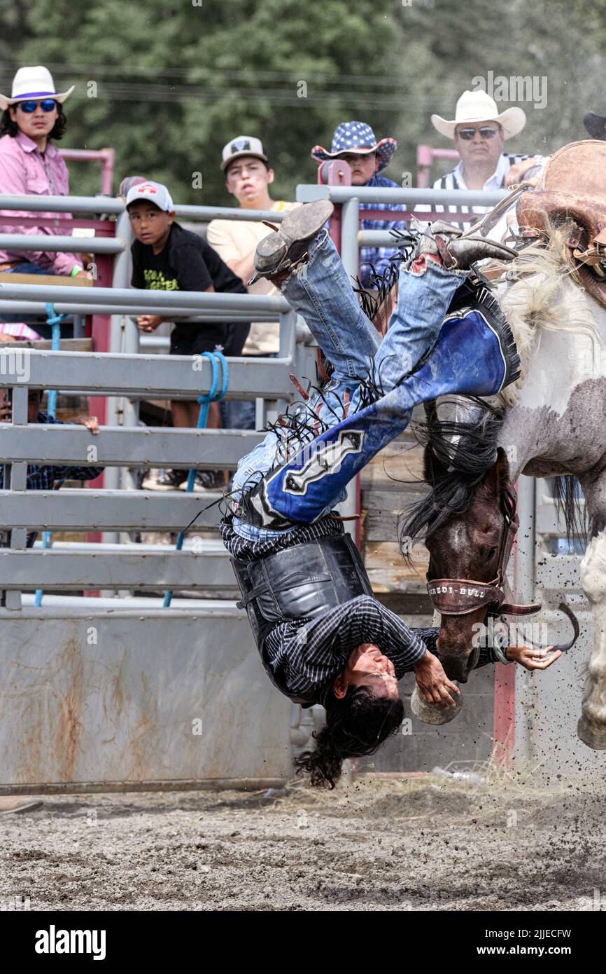Saddle bronc rider at the Tsuut’ina Nation Rodeo, Alberta Canada Stock ...
