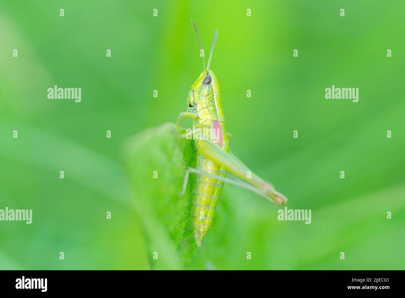 green grasshopper sitting on a leaf, small grasshopper, selected focus, grasshopper in the ...