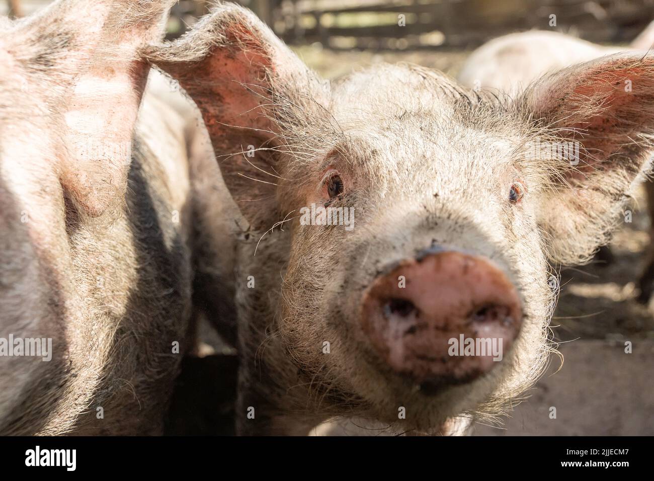 Pink pigs on the farm. Swine at the farm. Meat industry. Pig farming to ...