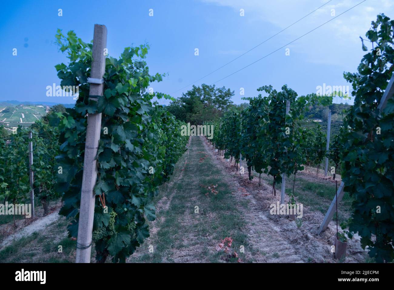 La piccola cittadina di Monteu Roero con i suoi vigneti e le sue ...