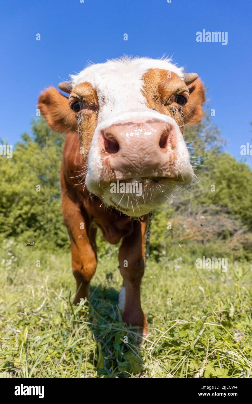 Red angus heifer portrait picture blue sky background Stock Photo - Alamy