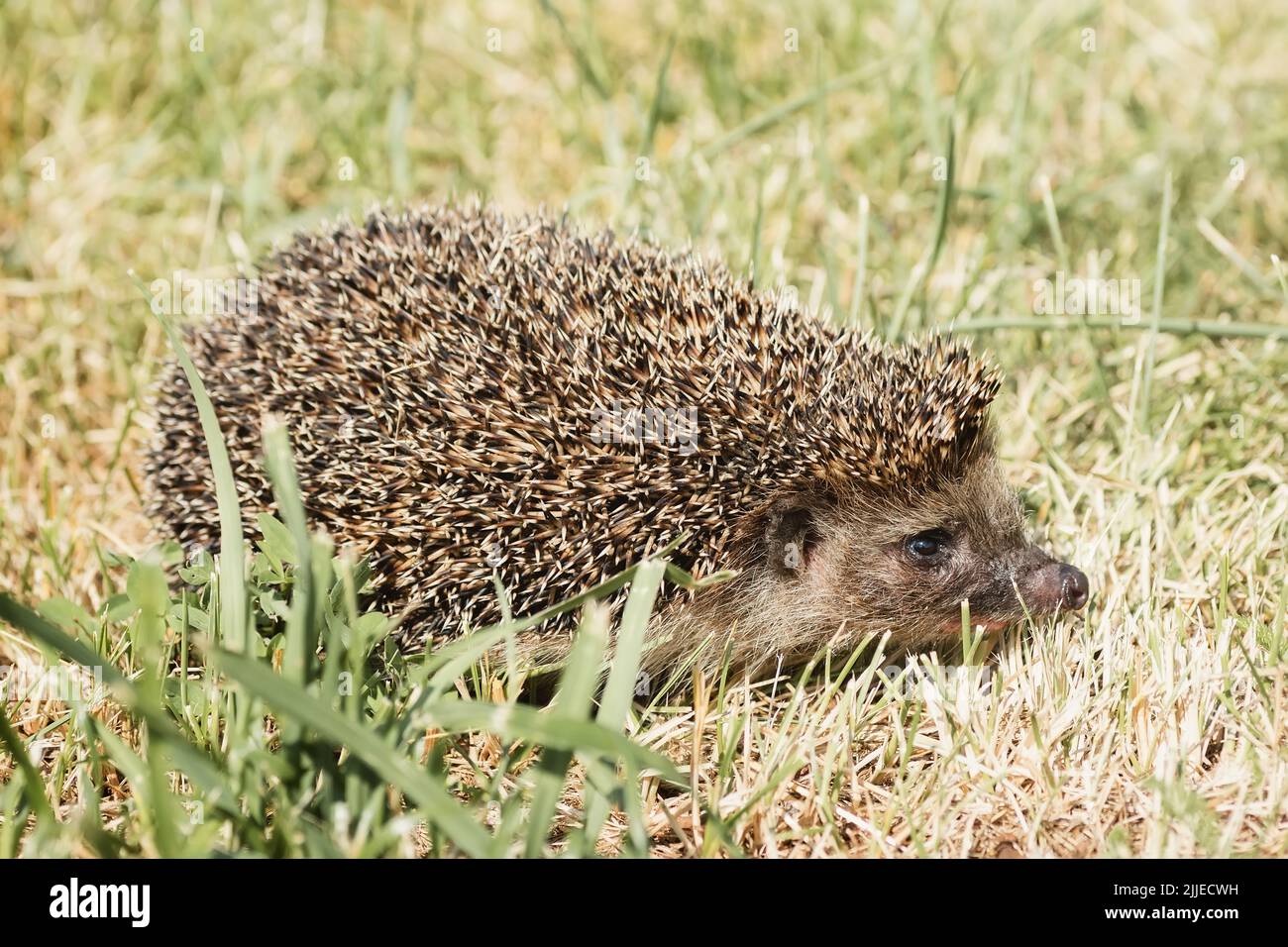 Hedgehog, wild, local, European hedgehog. Scientific name: Erinaceus ...