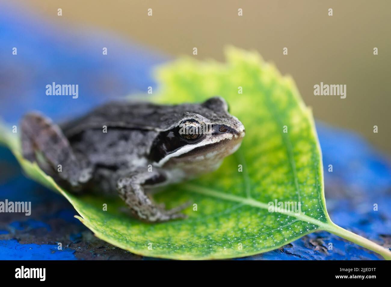 The common toad, European toad (Bufo bufo) on woodland road, toads are ...