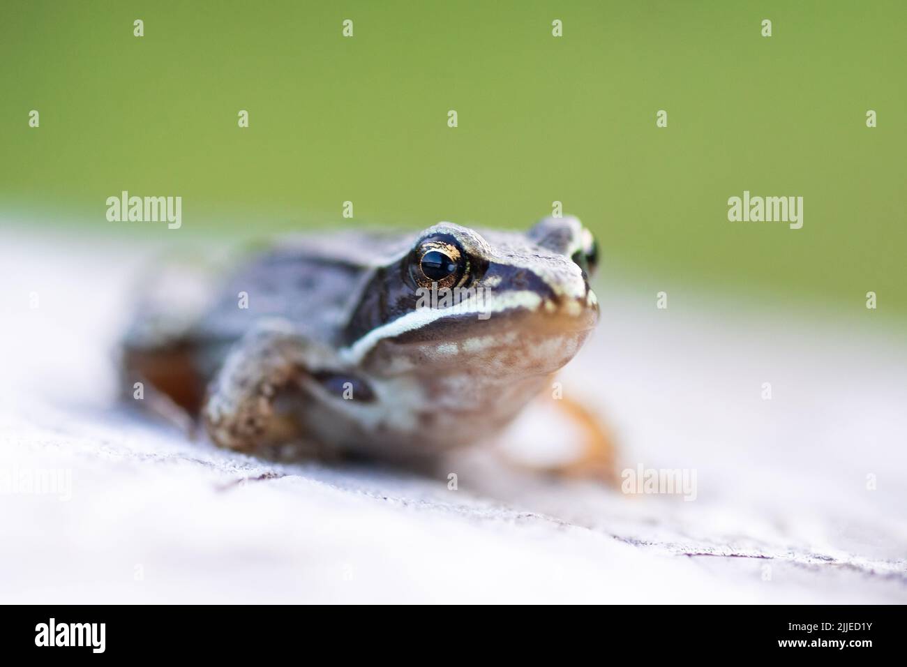 Common toad parotid gland hi-res stock photography and images - Alamy