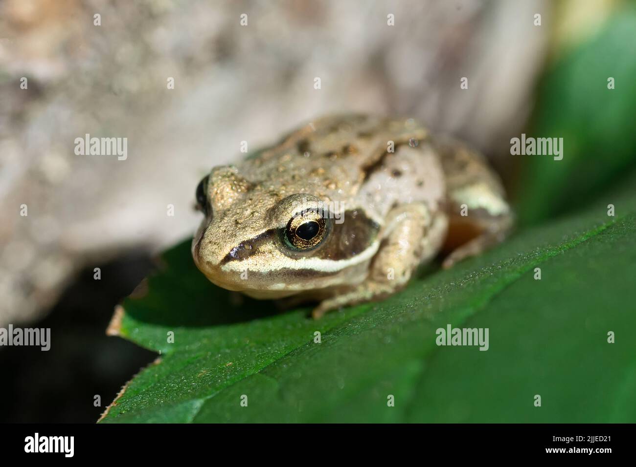 Common toad parotid gland hi-res stock photography and images - Alamy