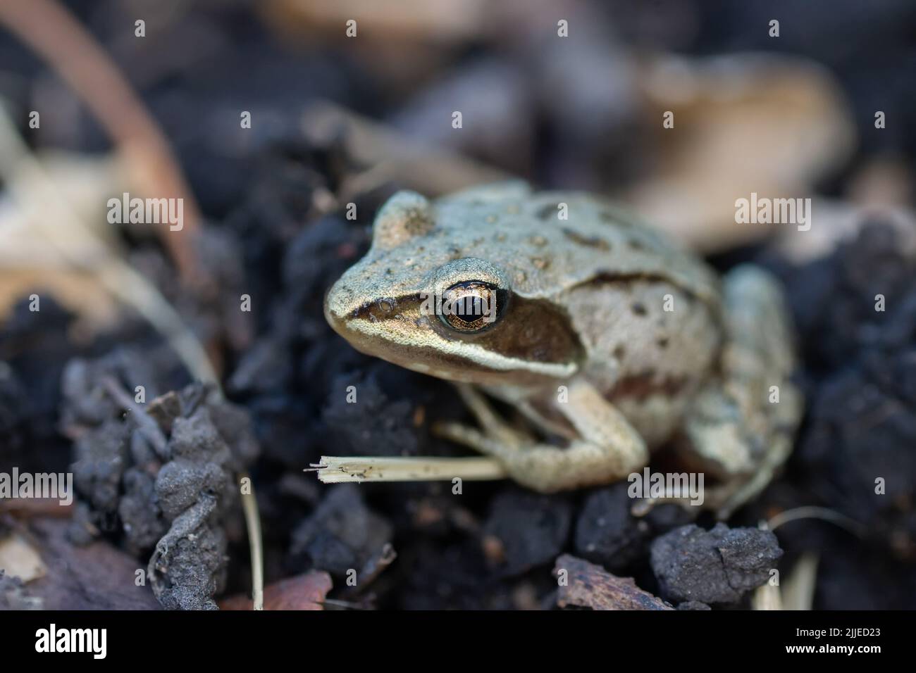 The common toad, European toad (Bufo bufo) on woodland road, toads are useful in the garden ...