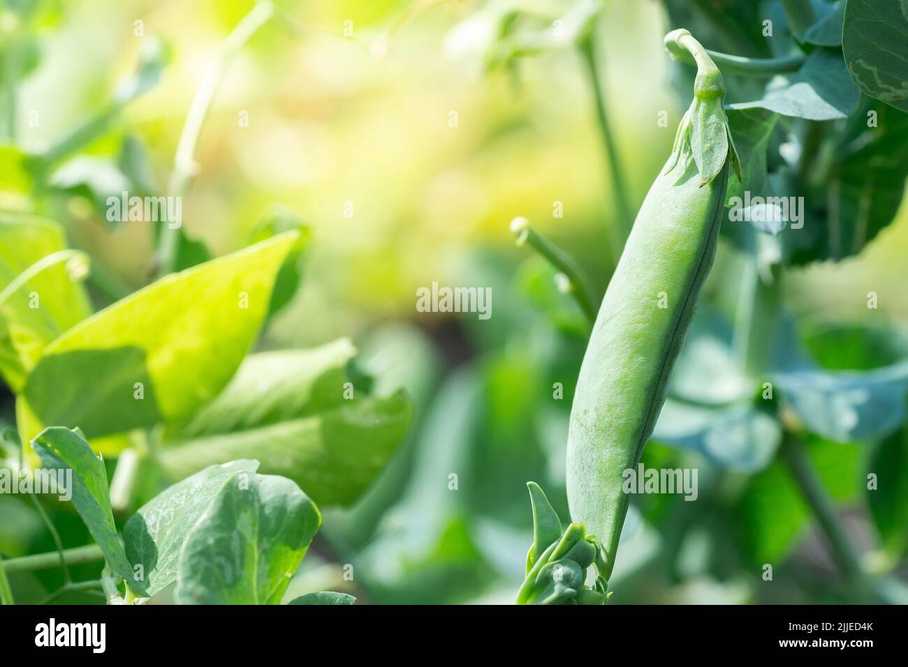 Selective focus on fresh bright green pea pods on a pea plants in a ...