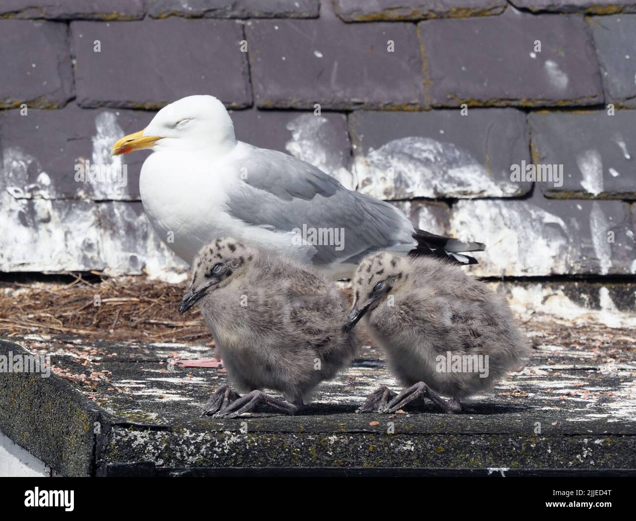 Adult Herring Gull, snoozing in the midday sun with its two young 3 week old chicks with fluffy ...