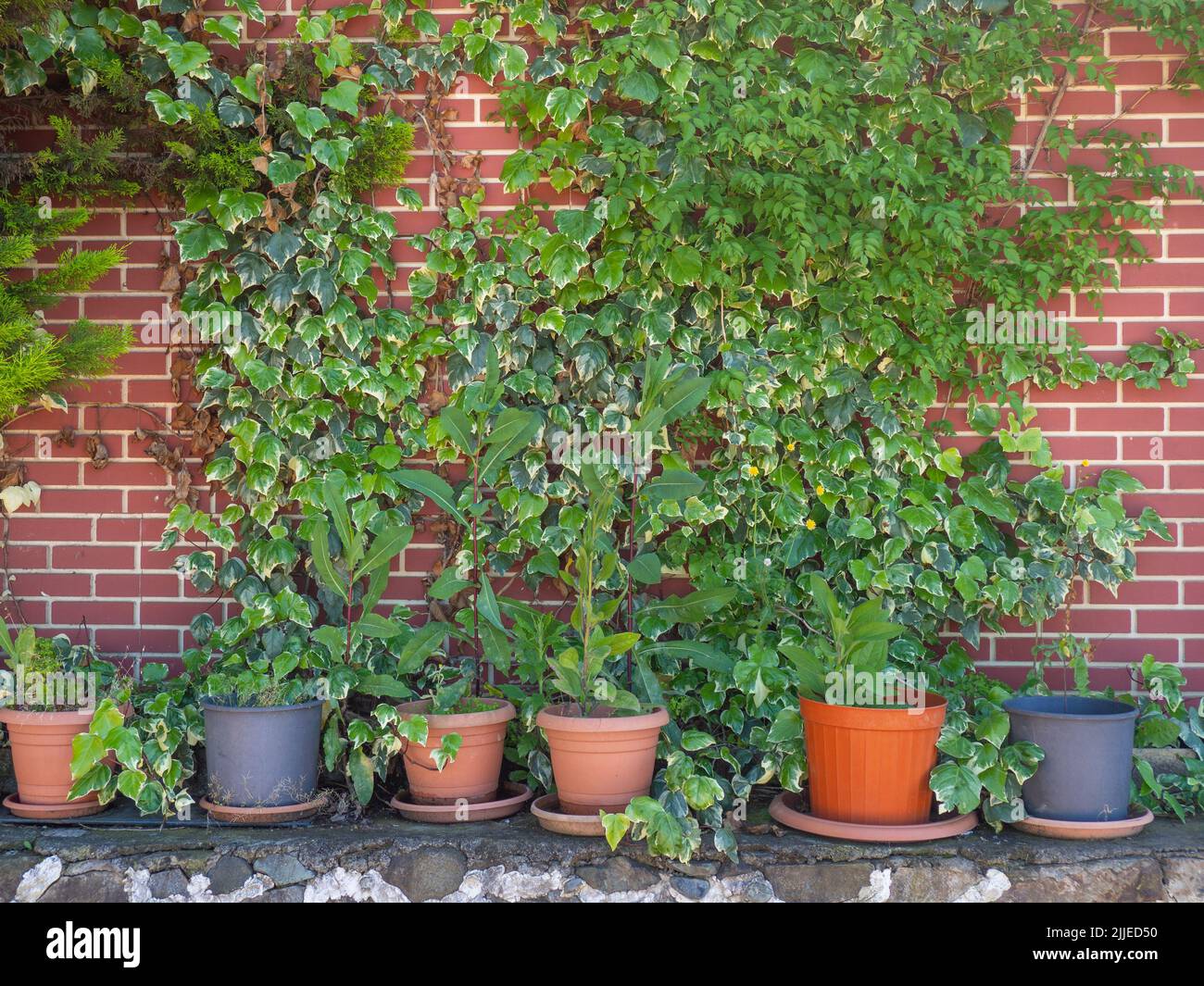 Pots and plants on the background of the wall. Red wall and ivy ...