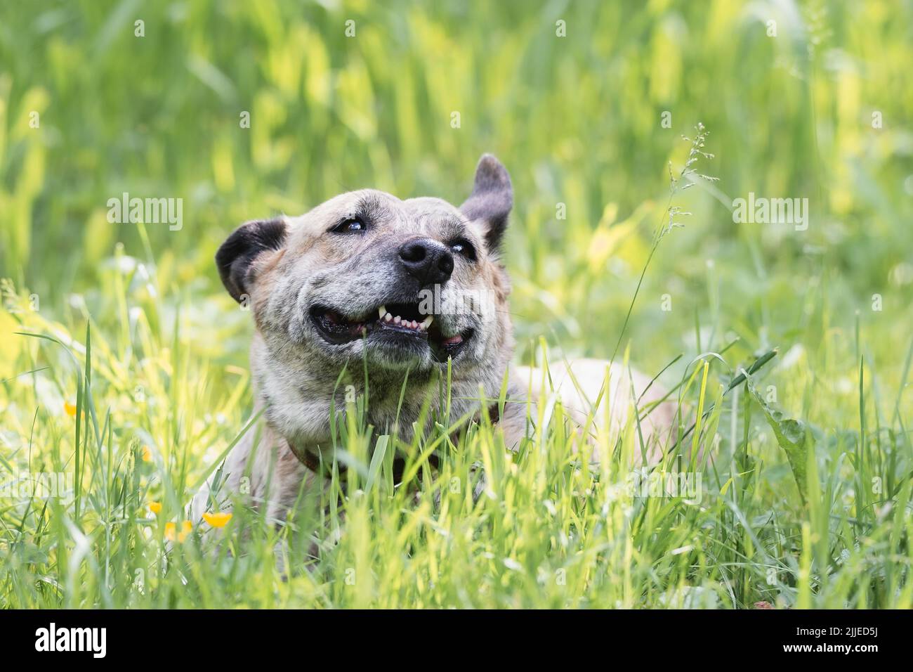 Summer portrait of happy Australian Cattle Dog on meadow Stock Photo ...