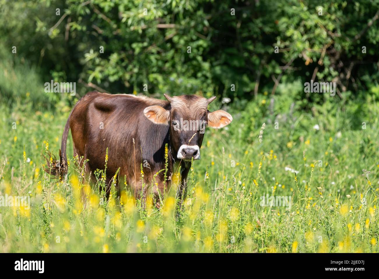 Red angus heifer portrait picture blue sky background Stock Photo - Alamy