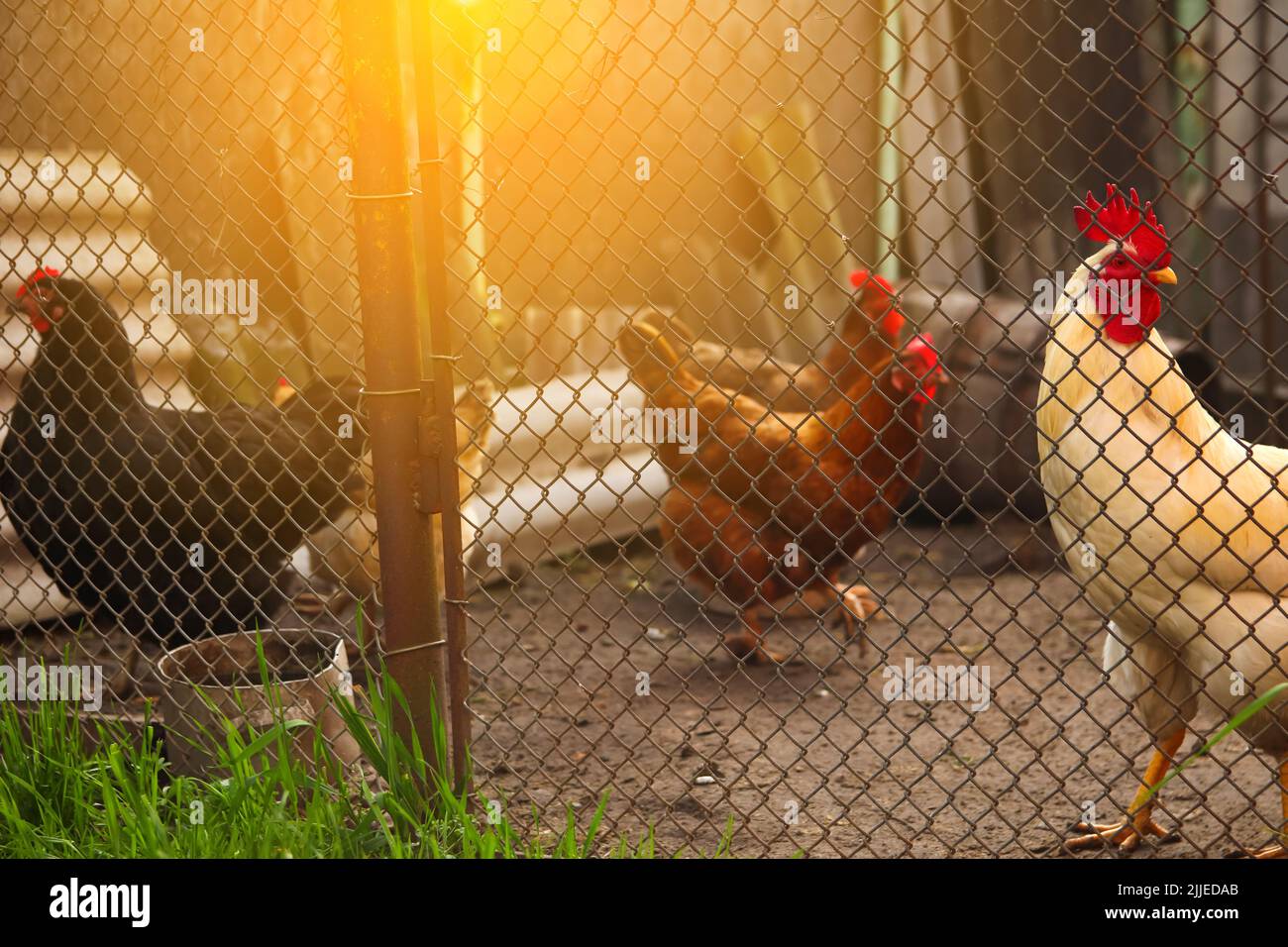 Defocus chicken on sunset. Rooster and chickens. Free range cock and ...