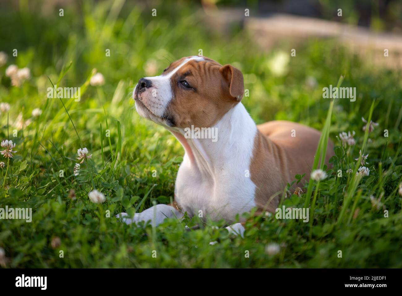 Playing puppy on the grass Stock Photo - Alamy