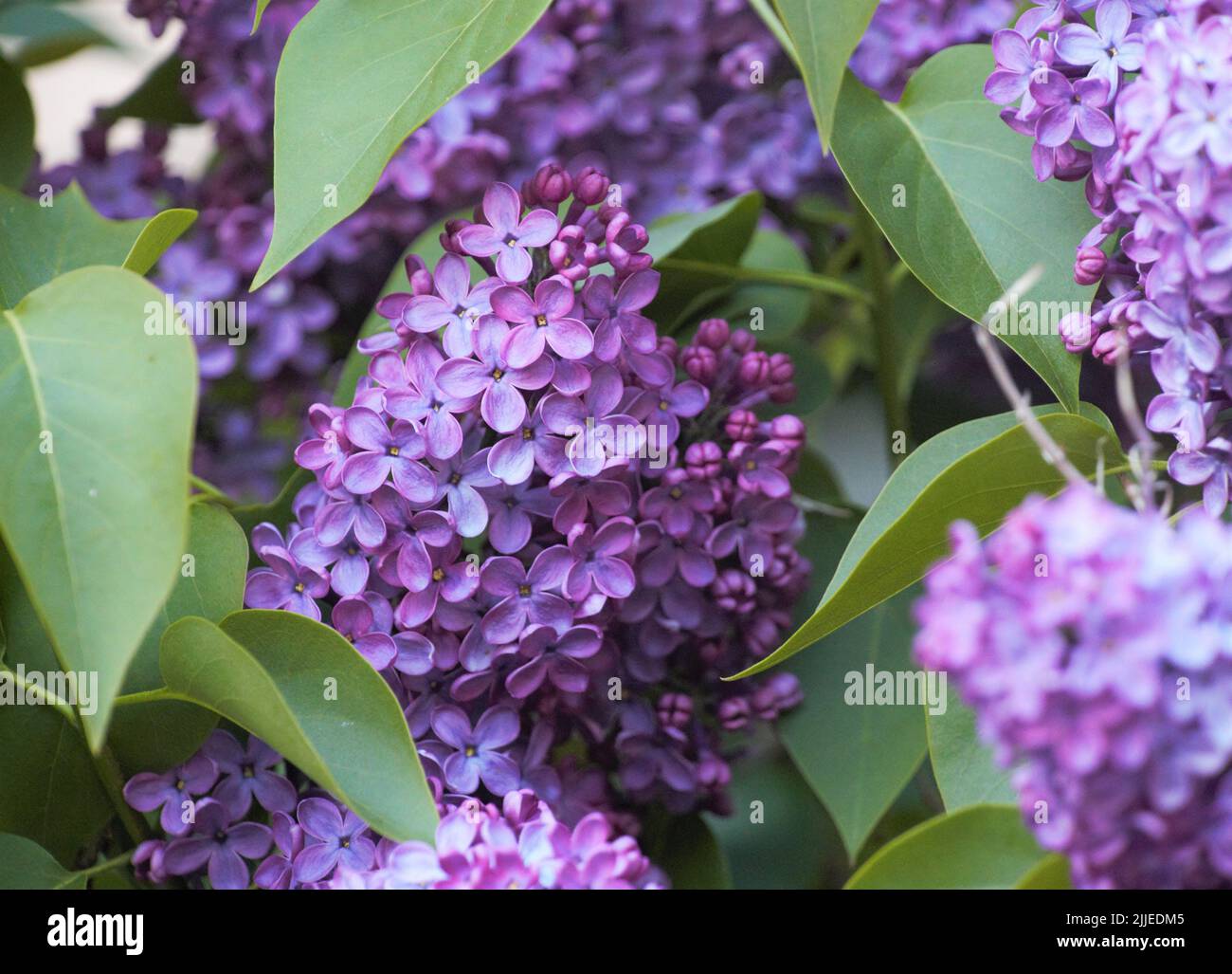 The branch of a beautiful purple lilac tree Stock Photo - Alamy