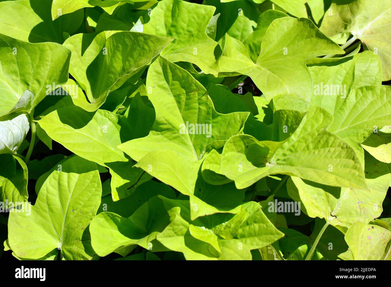 Sweet potato, Süßkartoffel, patate douce, batata, Ipomoea batatas ...