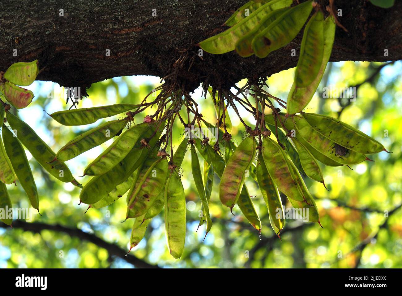 Judas tree, Gewöhnlicher Judasbaum, Gainier silicastre, Arbre de Judée ...