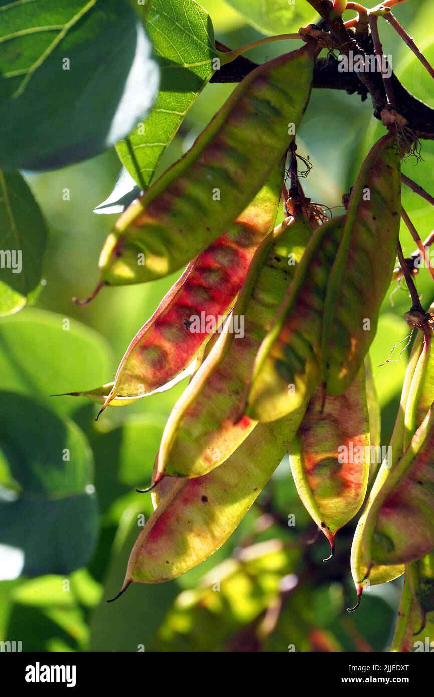 Judas tree, Gewöhnlicher Judasbaum, Gainier silicastre, Arbre de Judée ...
