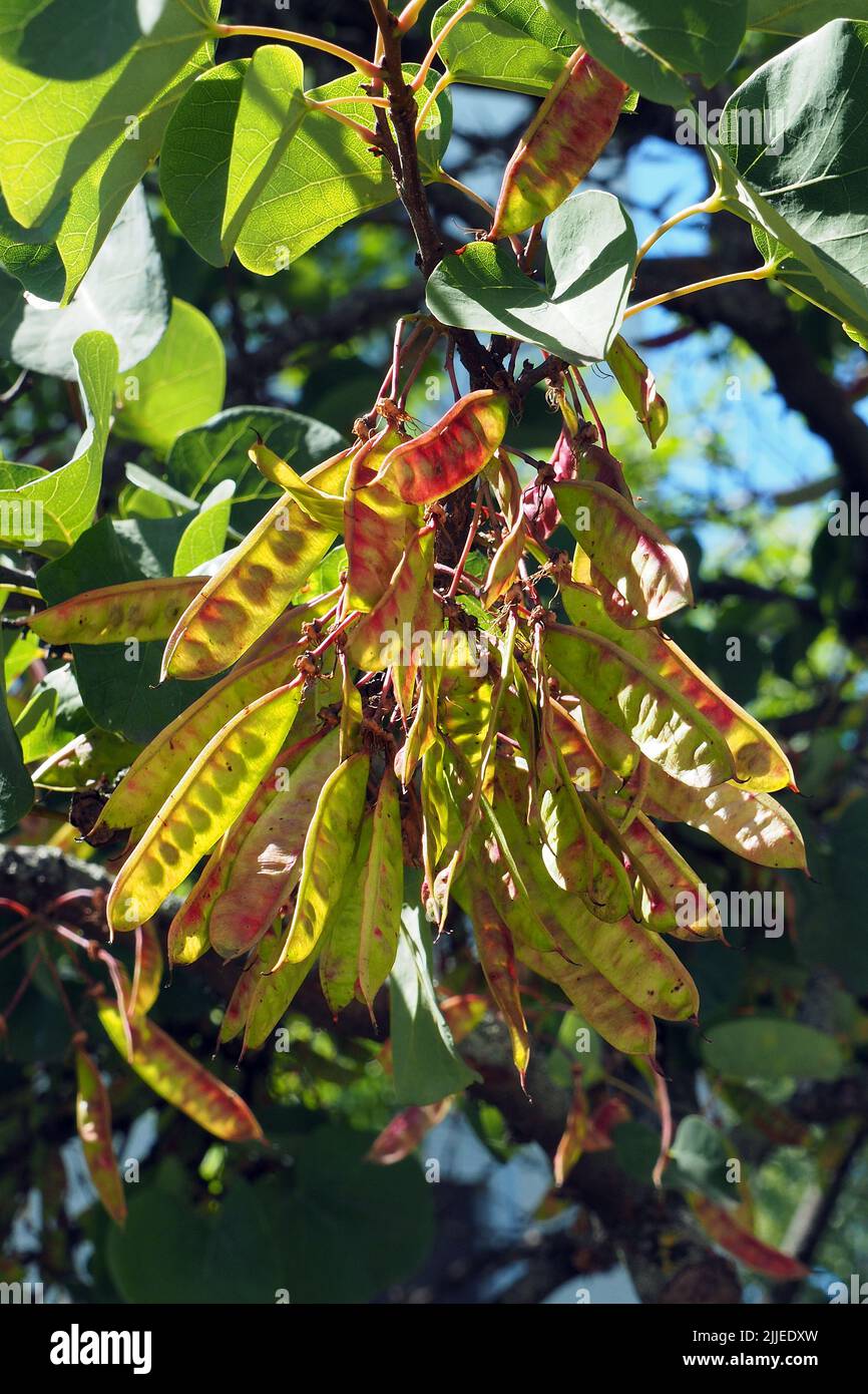 Judas tree, Gewöhnlicher Judasbaum, Gainier silicastre, Arbre de Judée ...