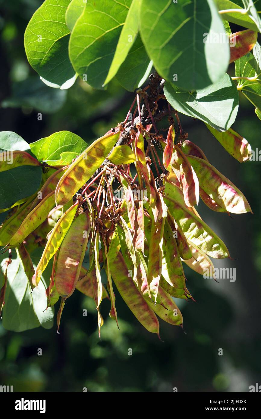 Judas tree, Gewöhnlicher Judasbaum, Gainier silicastre, Arbre de Judée ...