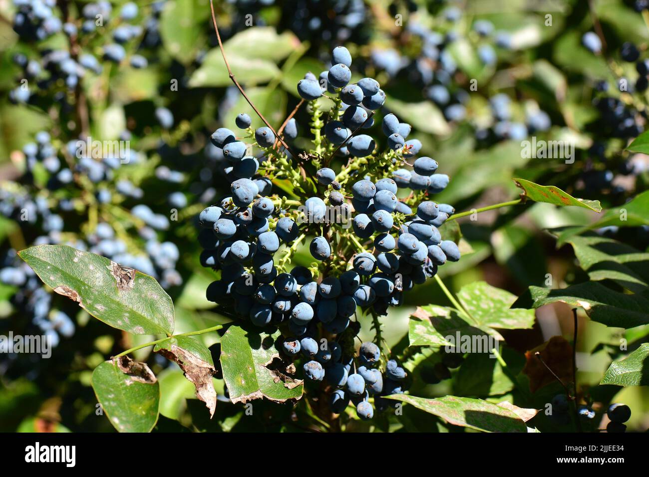 Oregon grape or holly-leaved berberry, Gewöhnliche Mahonie, Mahonia ...