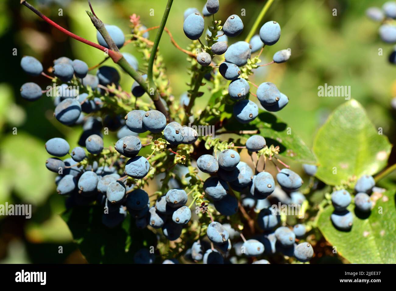 Oregon grape or holly-leaved berberry, Gewöhnliche Mahonie, Mahonia ...