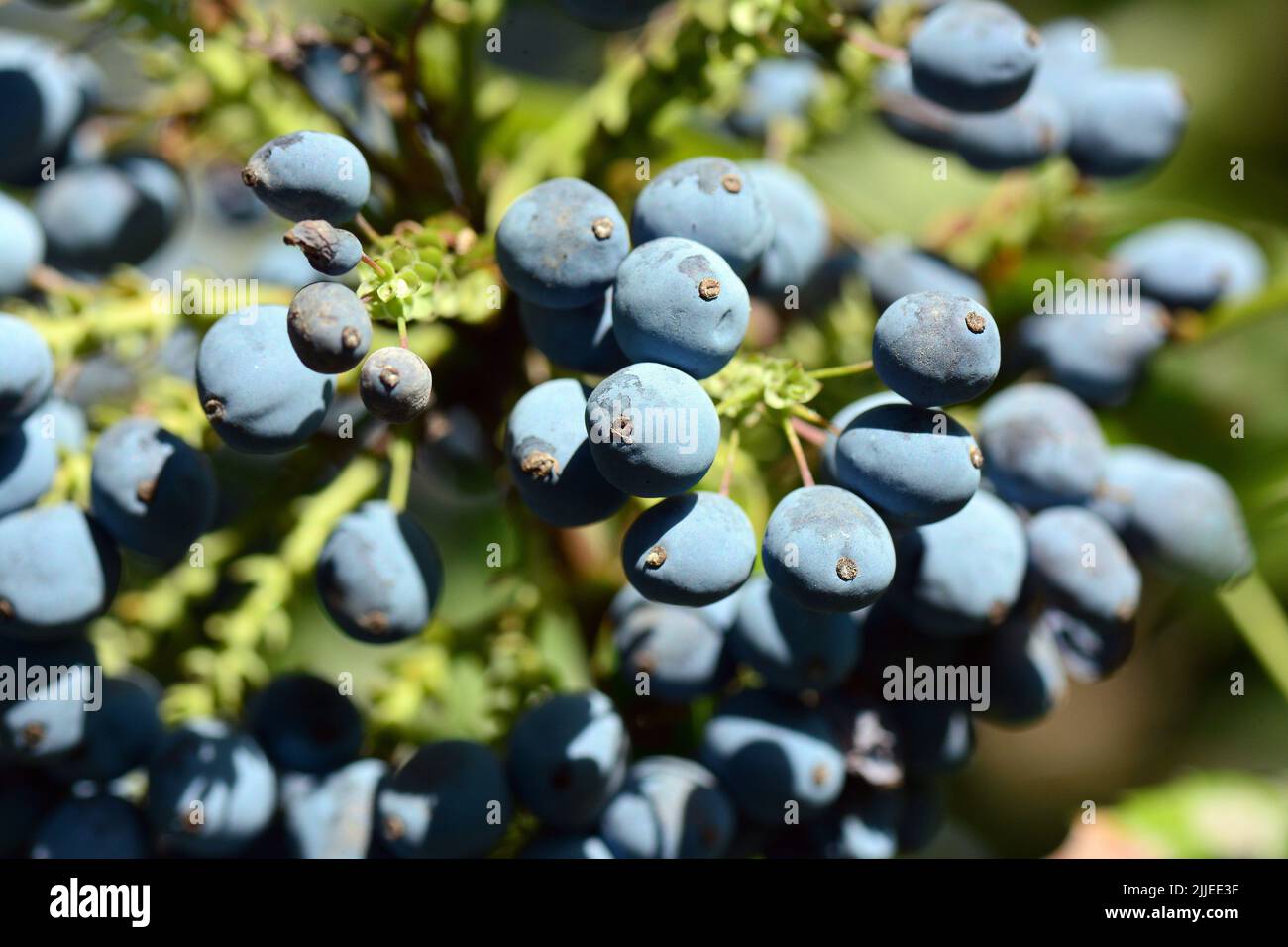 Oregon grape or holly-leaved berberry, Gewöhnliche Mahonie, Mahonia ...