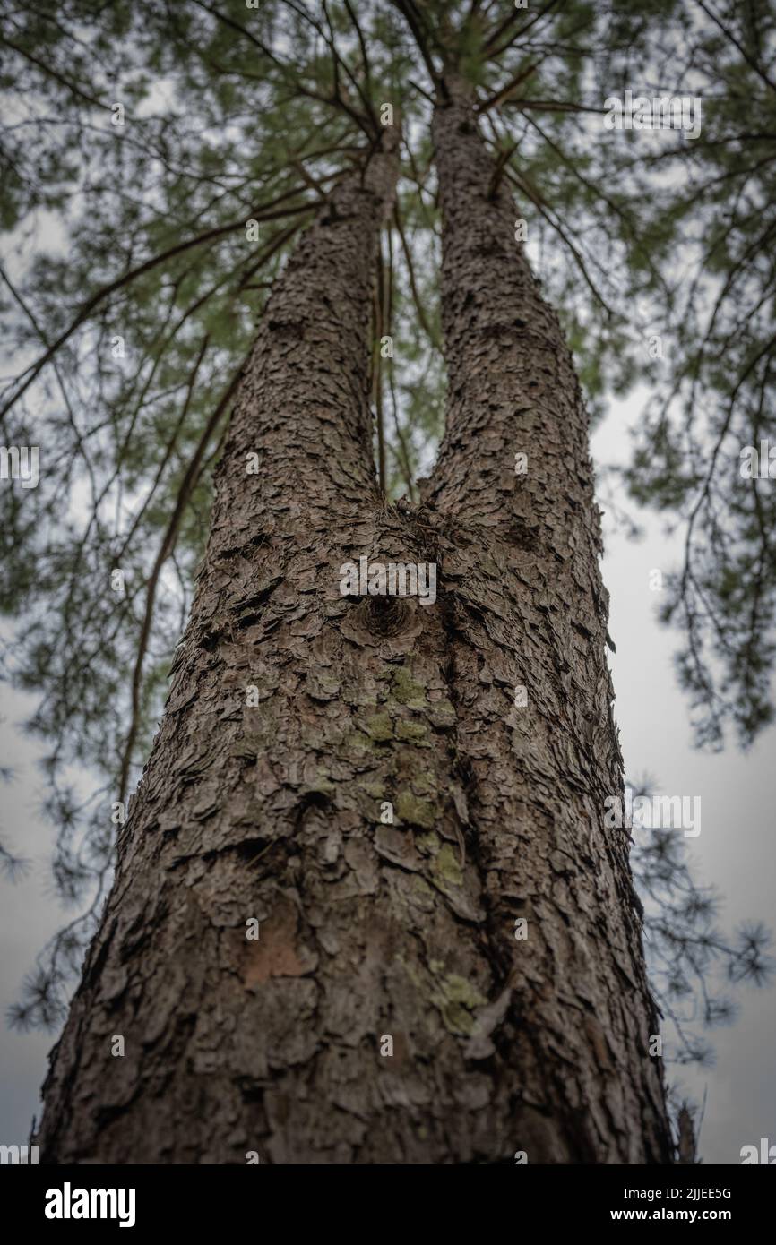 A low-angle shot of a tree trunk split into two main branches Stock ...
