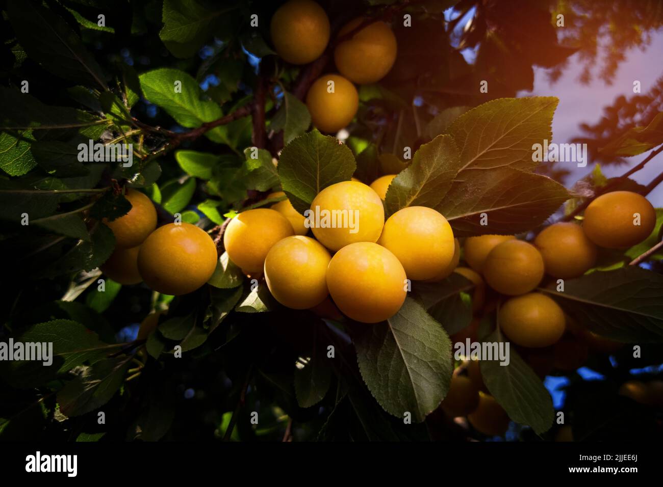 Small yellow plums, on a tree branch among the leaves, a ray of ...