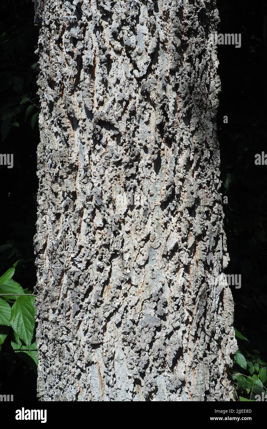 common hackberry, nettletree, sugarberry, Amerikanischer Zürgelbaum ...